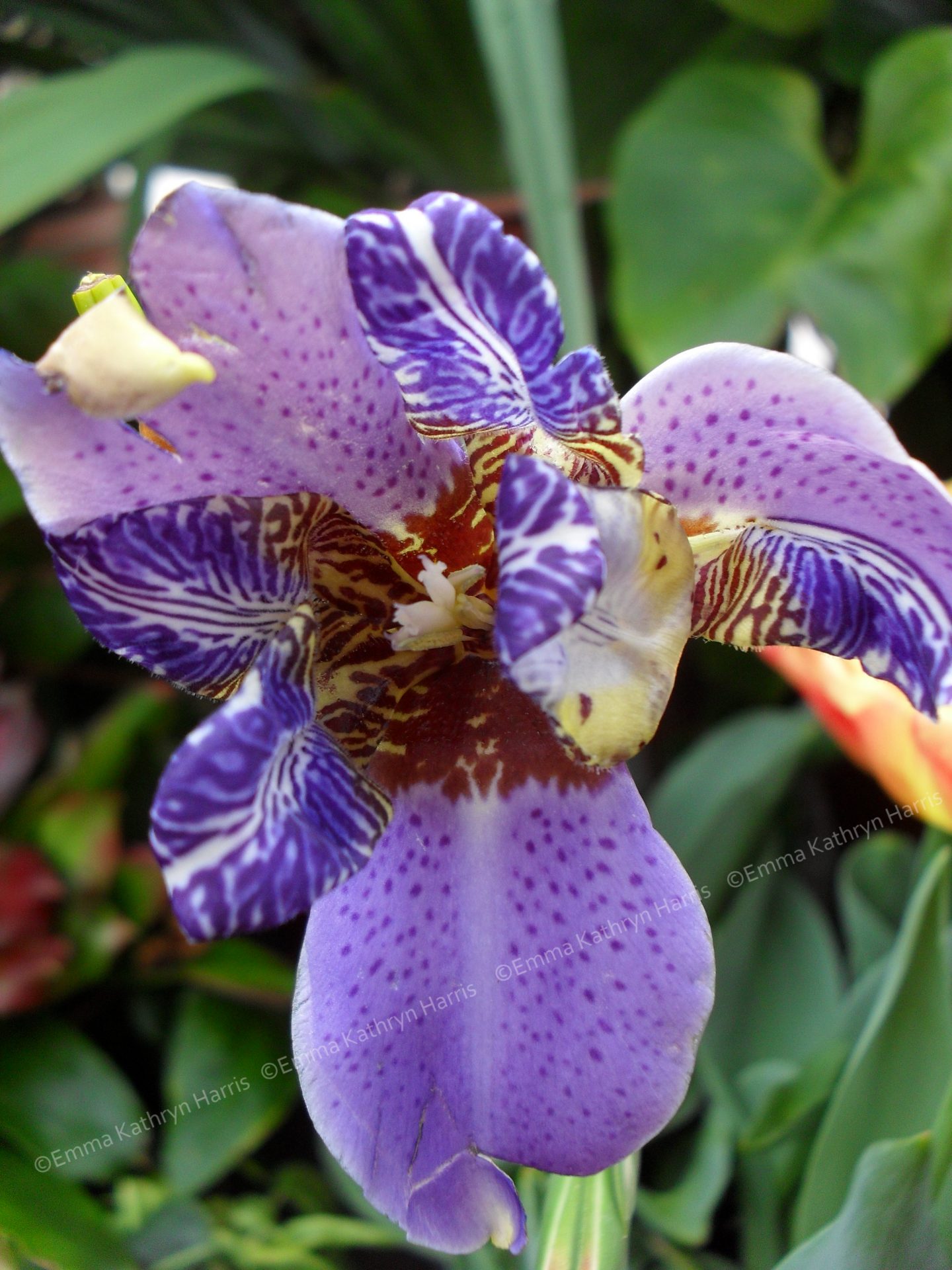 About Emma Kathryn Harris - Emma Kathryn Harris