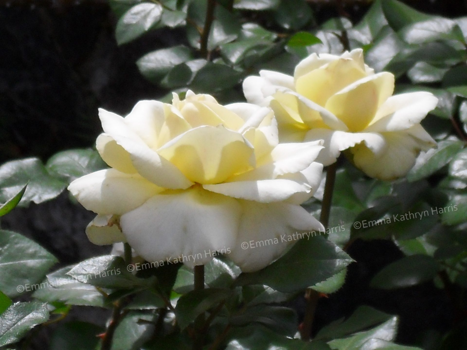 Blog - Emma Kathryn Harris