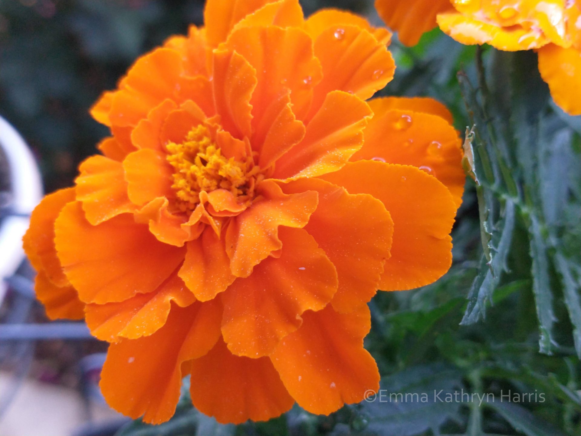 Marigolds—A natural insect repellent? - Emma Kathryn Harris