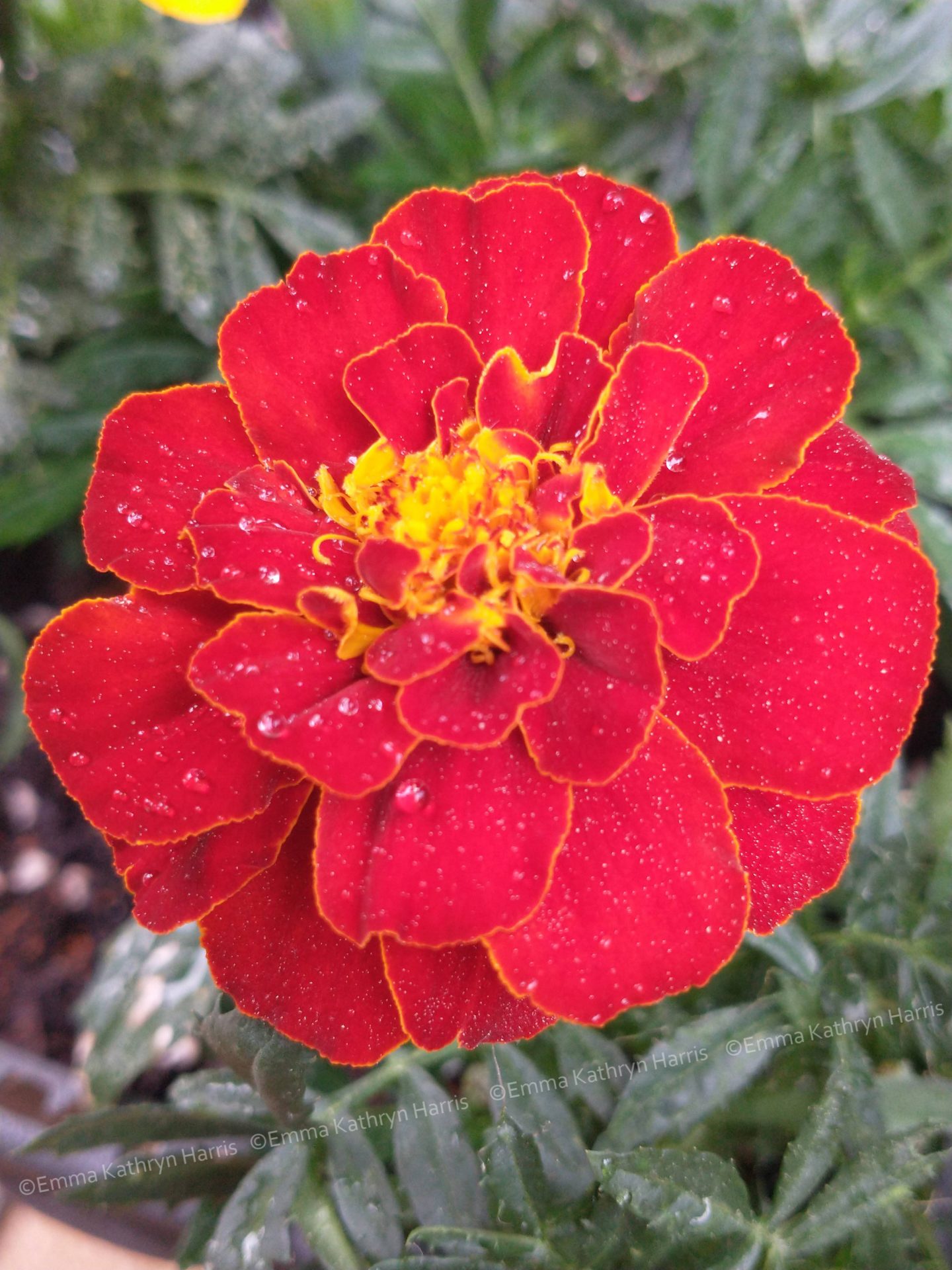 Marigolds—A natural insect repellent? - Emma Kathryn Harris