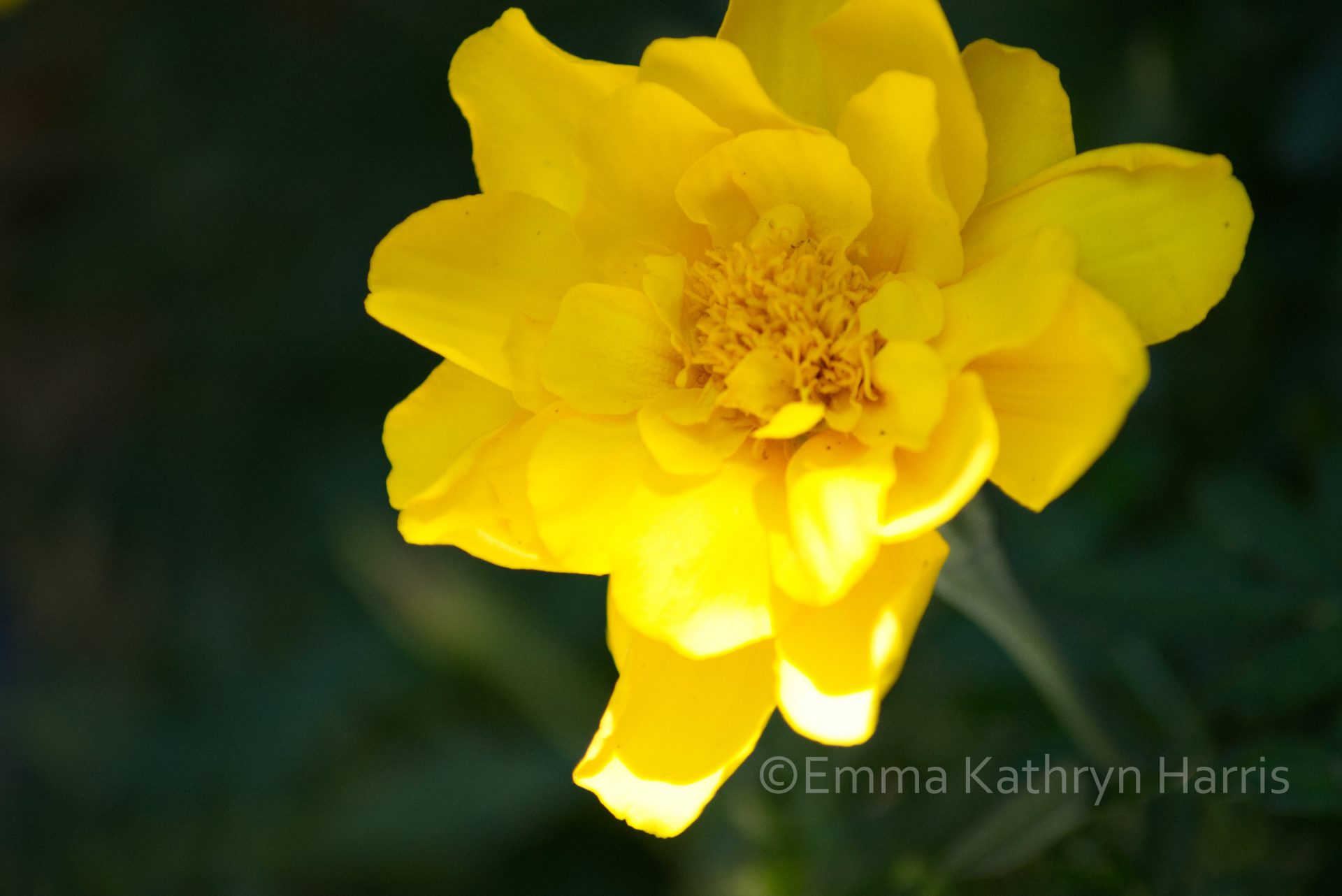 Marigolds—A natural insect repellent? - Emma Kathryn Harris