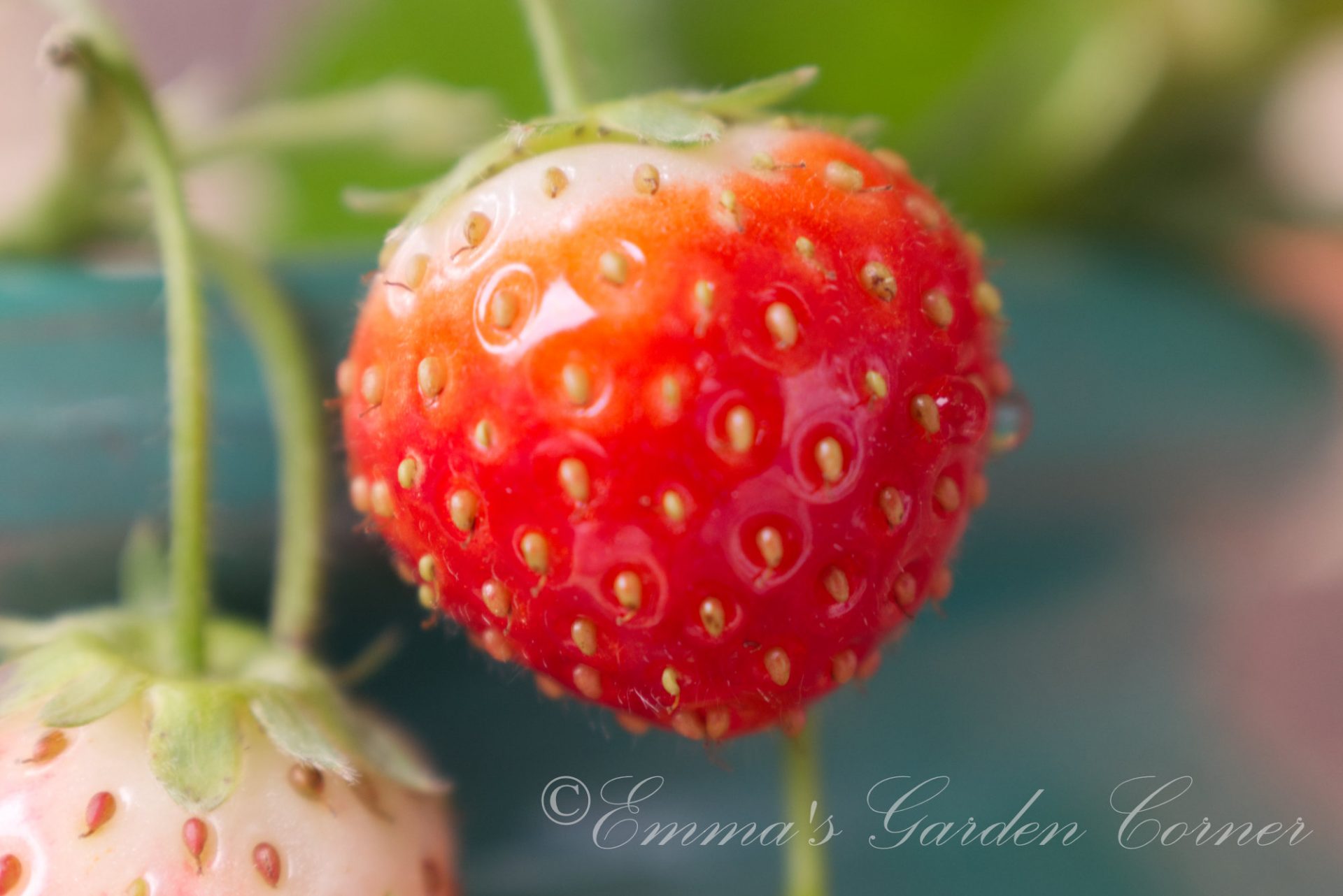 Strawberry Season - Emma Kathryn Harris